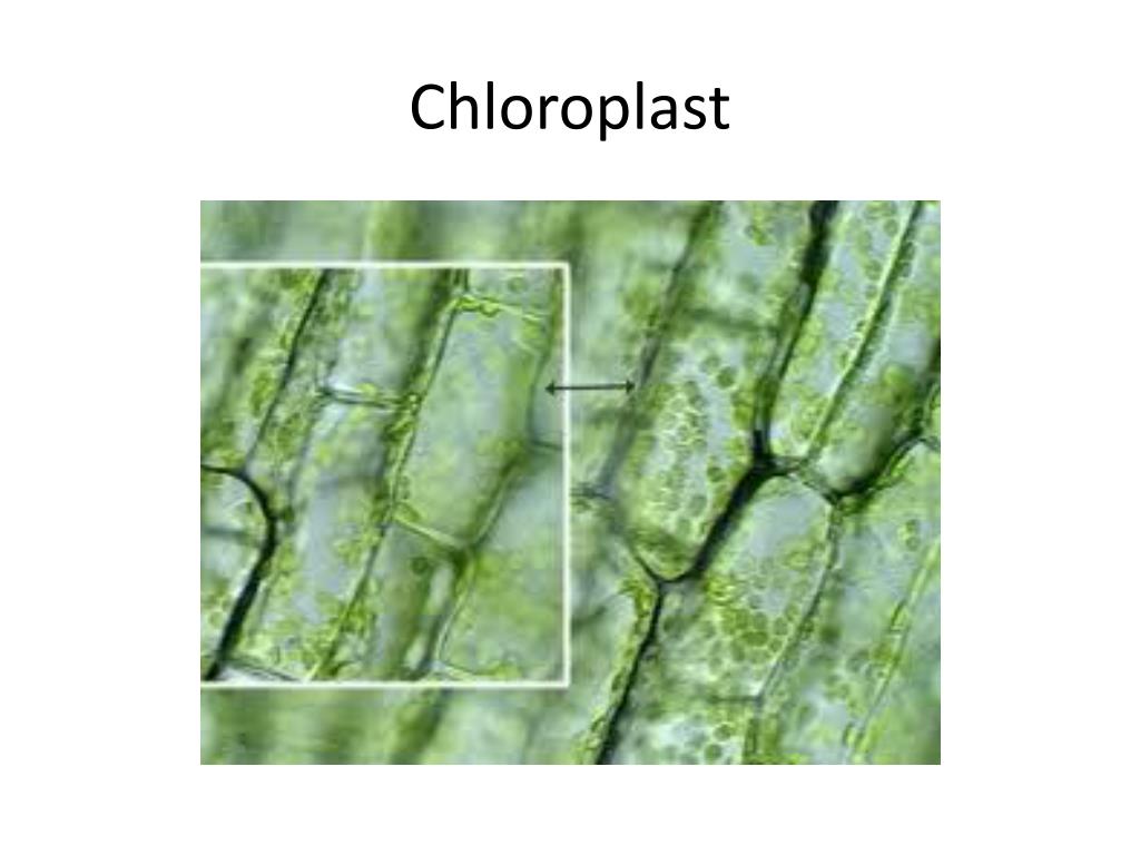 PPT - Chloroplast PowerPoint Presentation, free download - ID:3604551
