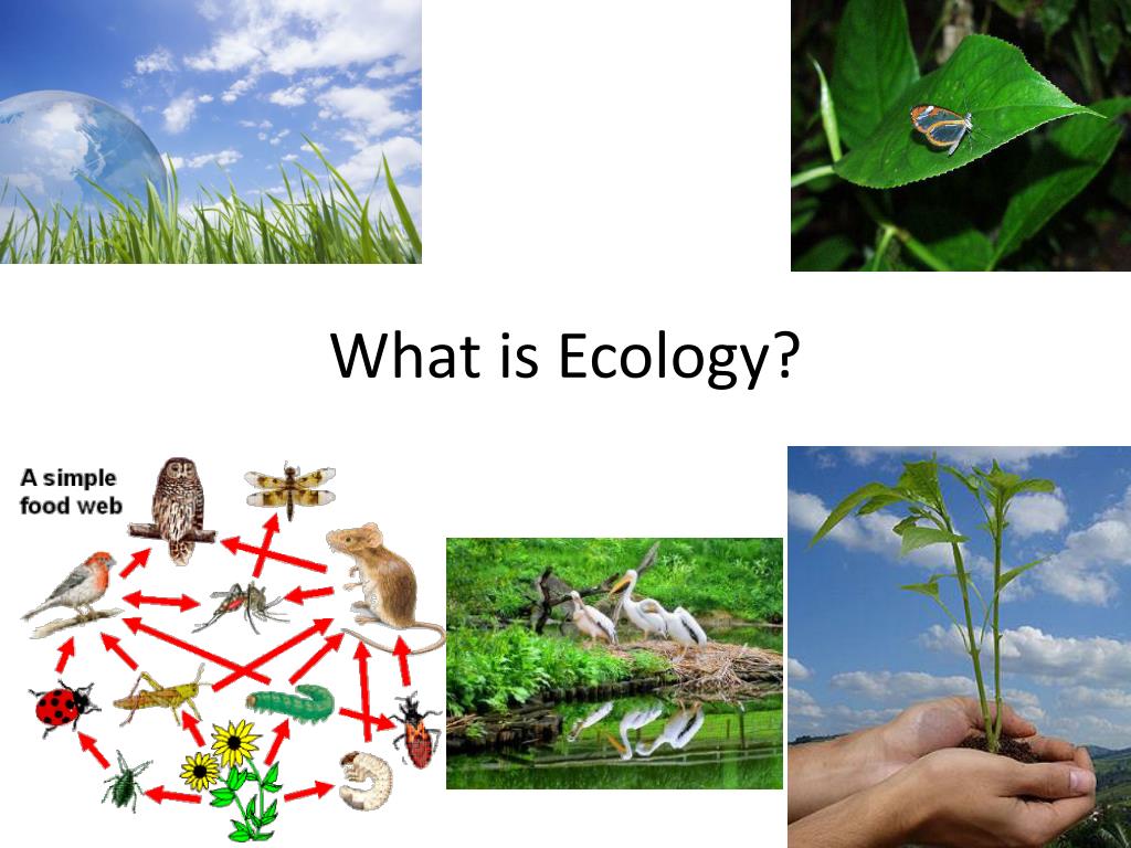 PPT - What is Ecology? PowerPoint Presentation, free download - ID:3605377
