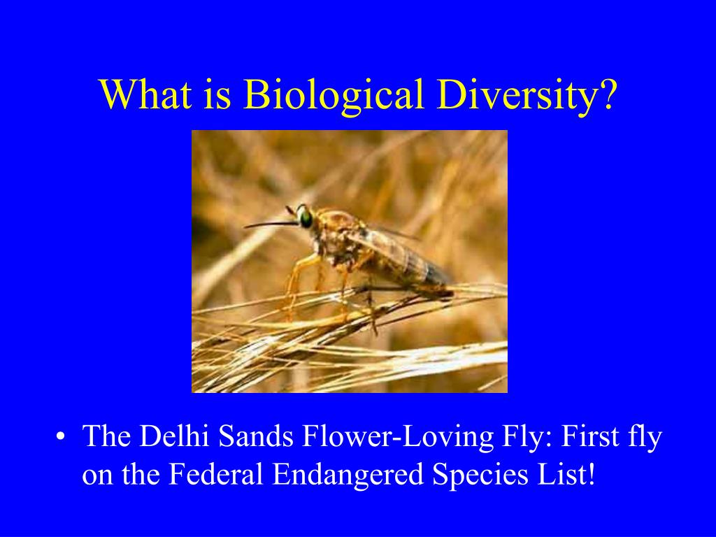 PPT - What is Biological Diversity? PowerPoint Presentation, free ...