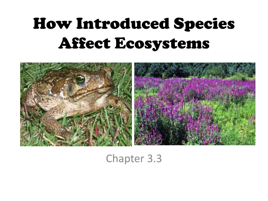 PPT - How Introduced Species Affect Ecosystems PowerPoint Presentation ...