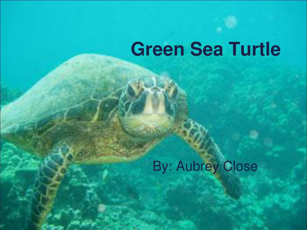 PPT - Green Sea Turtle PowerPoint Presentation, free download - ID:3608449