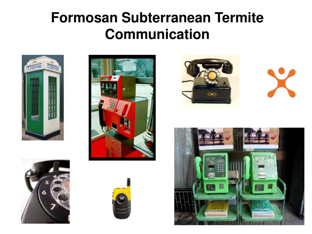 PPT - Termites' Sensory Systems and Communication Mechanisms PowerPoint ...