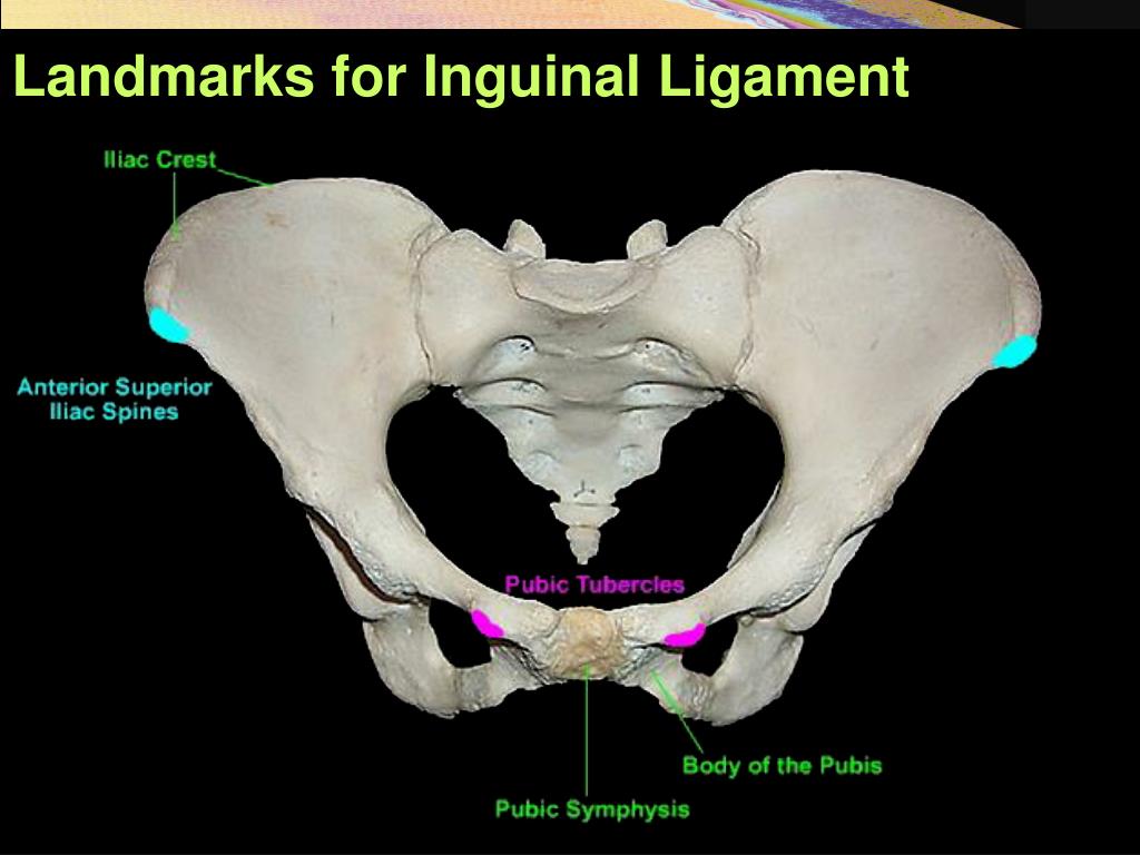 PPT - Landmarks for Inguinal Ligament PowerPoint Presentation, free ...
