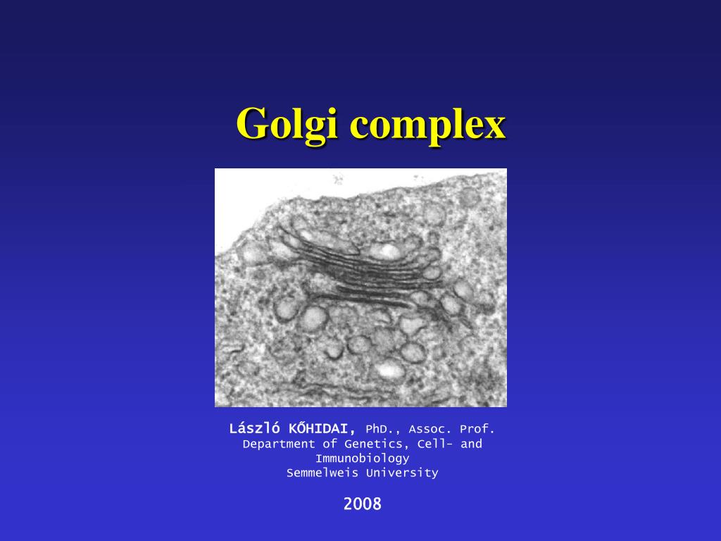 PPT - Golgi complex PowerPoint Presentation, free download - ID:3623131