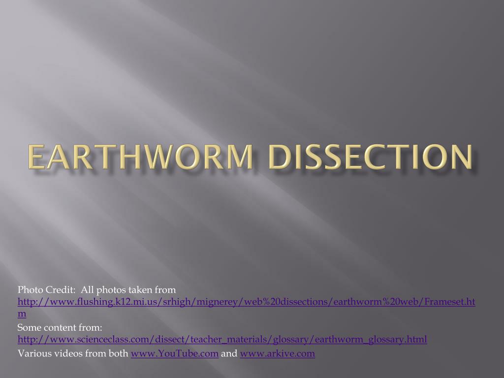 PPT - Earthworm Dissection PowerPoint Presentation, free download - ID:3627645
