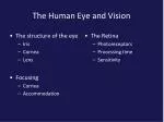 PPT - The Human Eye and Vision 2 (Processing The Image) PowerPoint ...