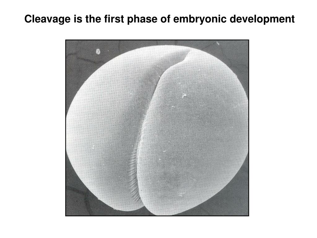 PPT - Cleavage is the first phase of embryonic development PowerPoint ...