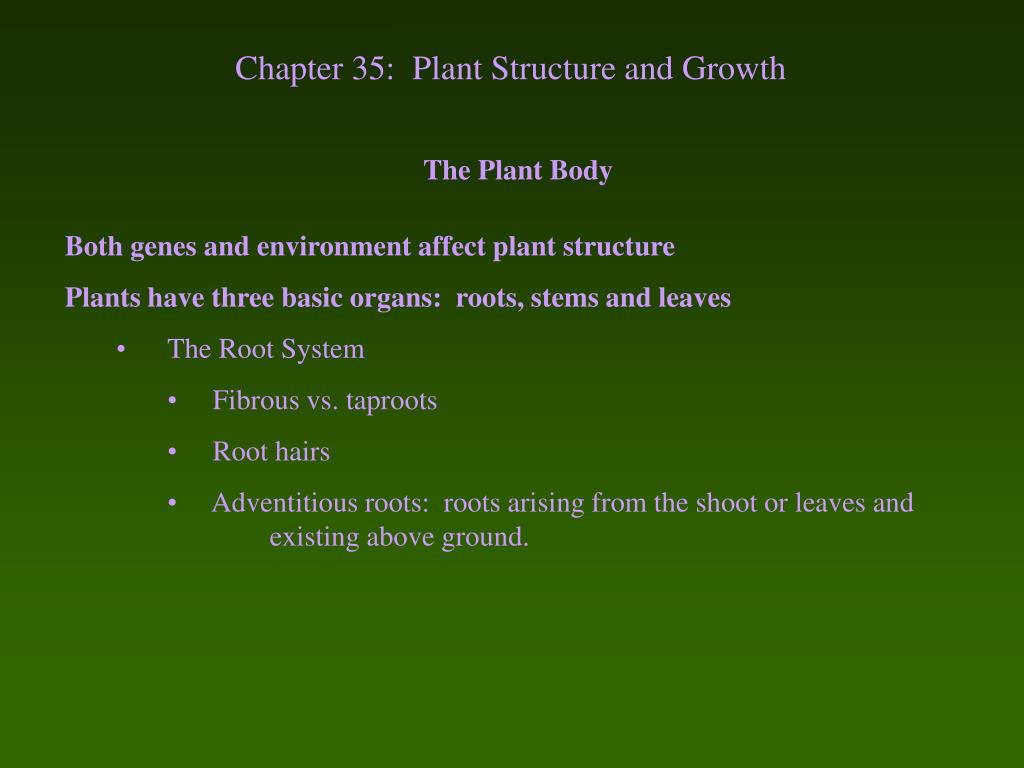 PPT - Chapter 35: Plant Structure and Growth PowerPoint Presentation ...