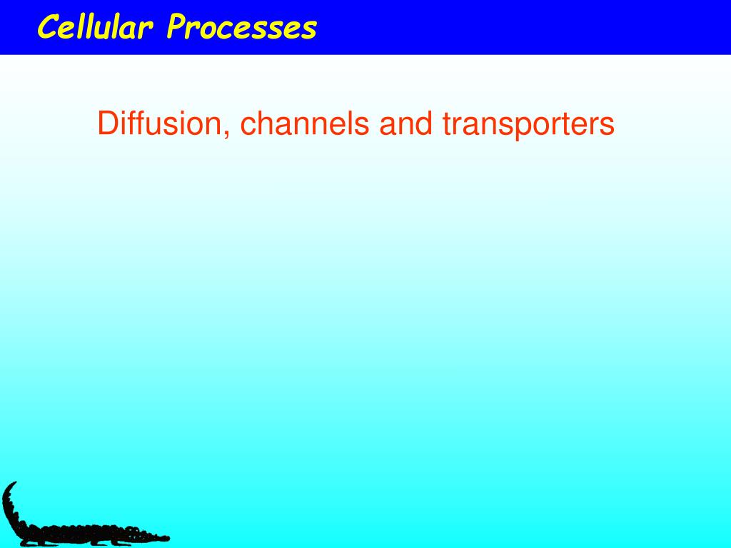 PPT - Cellular Processes PowerPoint Presentation, free download - ID ...