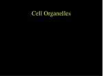 PPT - Cell Organelles PowerPoint Presentation, free download - ID:3005419