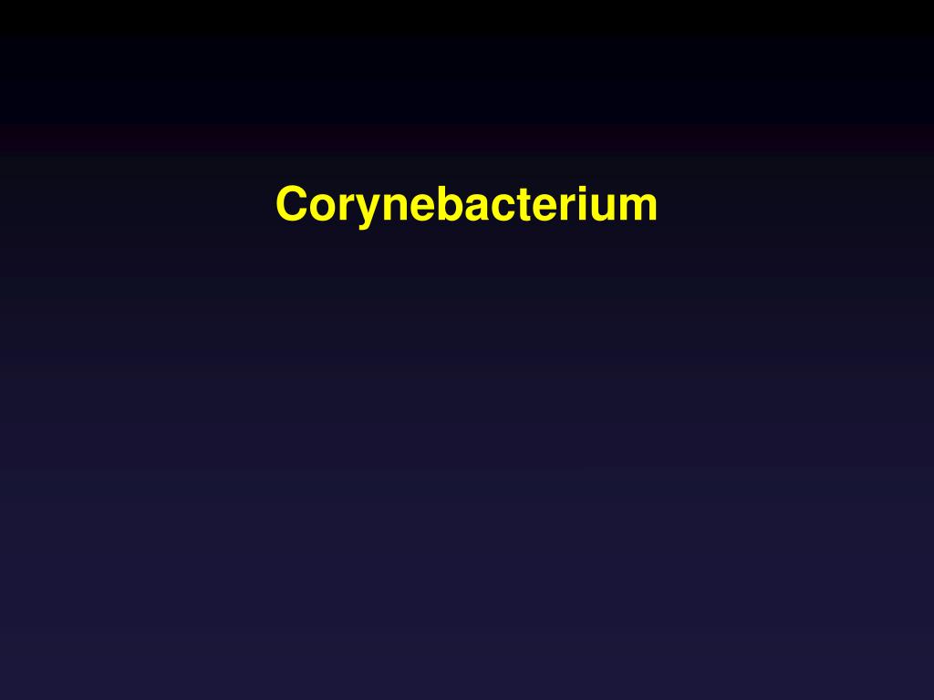 PPT - Corynebacterium PowerPoint Presentation, free download - ID:3652533