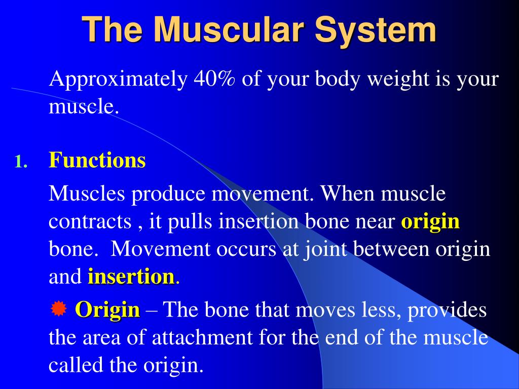 PPT - The Muscular System PowerPoint Presentation, free download - ID ...