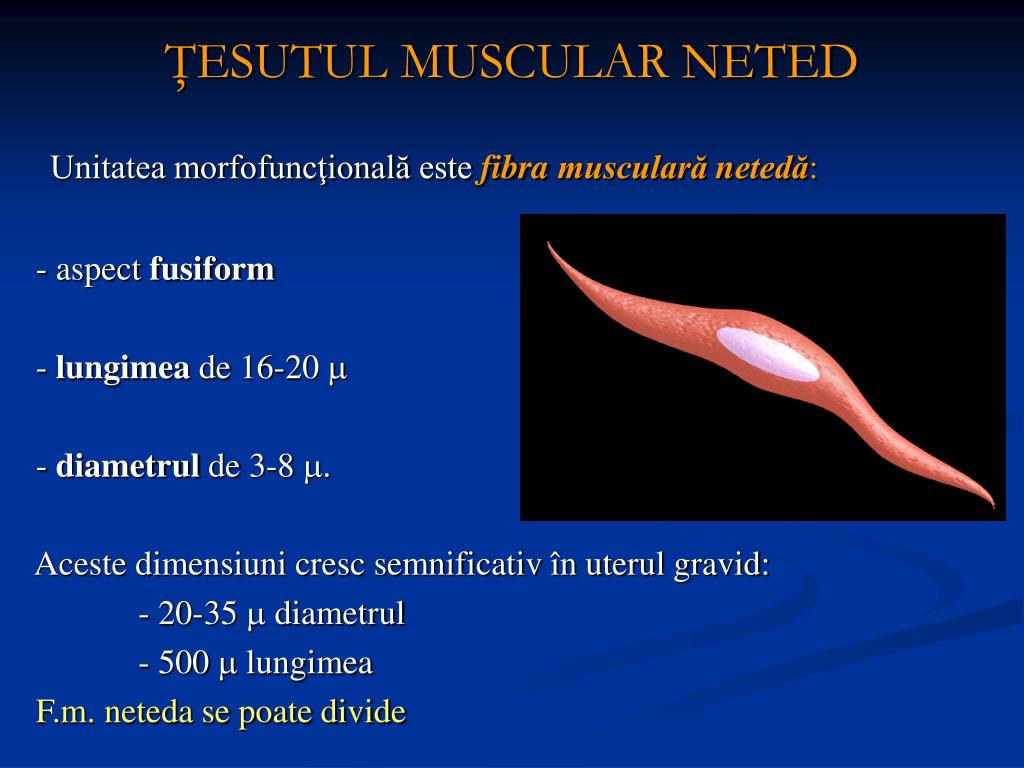 PPT - ŢESUTUL MUSCULAR NETED PowerPoint Presentation, free download ...