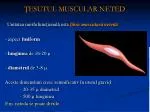 PPT - EMBRIOLOGÍA DEL SISTEMA MUSCULAR PowerPoint Presentation, free ...