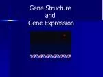 PPT - Gene Structure Annotation PowerPoint Presentation, free download ...