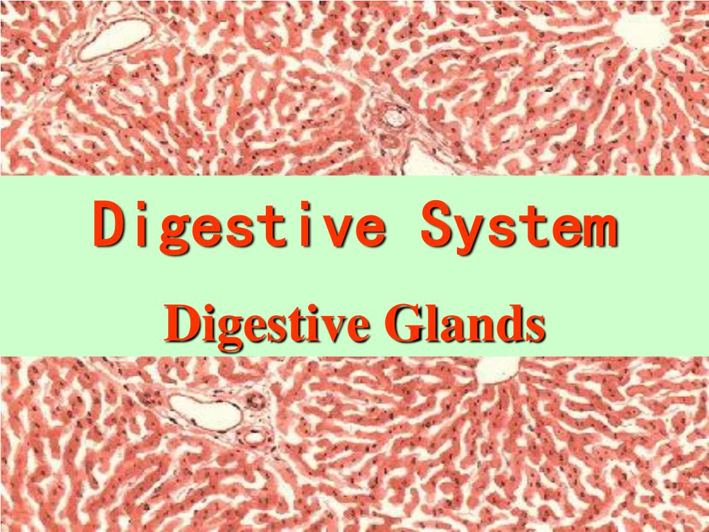 PPT - Digestive System Digestive Glands PowerPoint Presentation, free ...