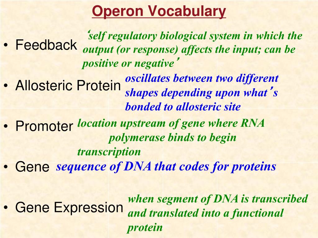 PPT - Operon Vocabulary PowerPoint Presentation, free download - ID:3665566