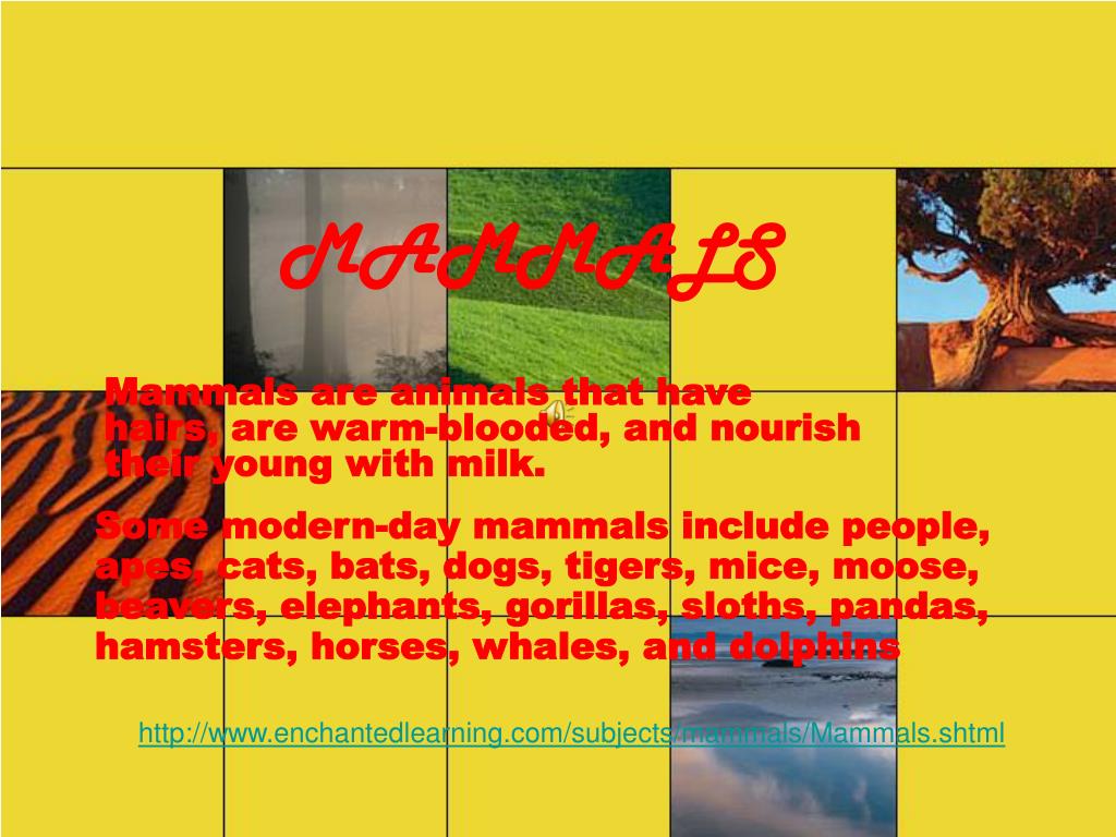 PPT - MAMMALS PowerPoint Presentation, free download - ID:3669600