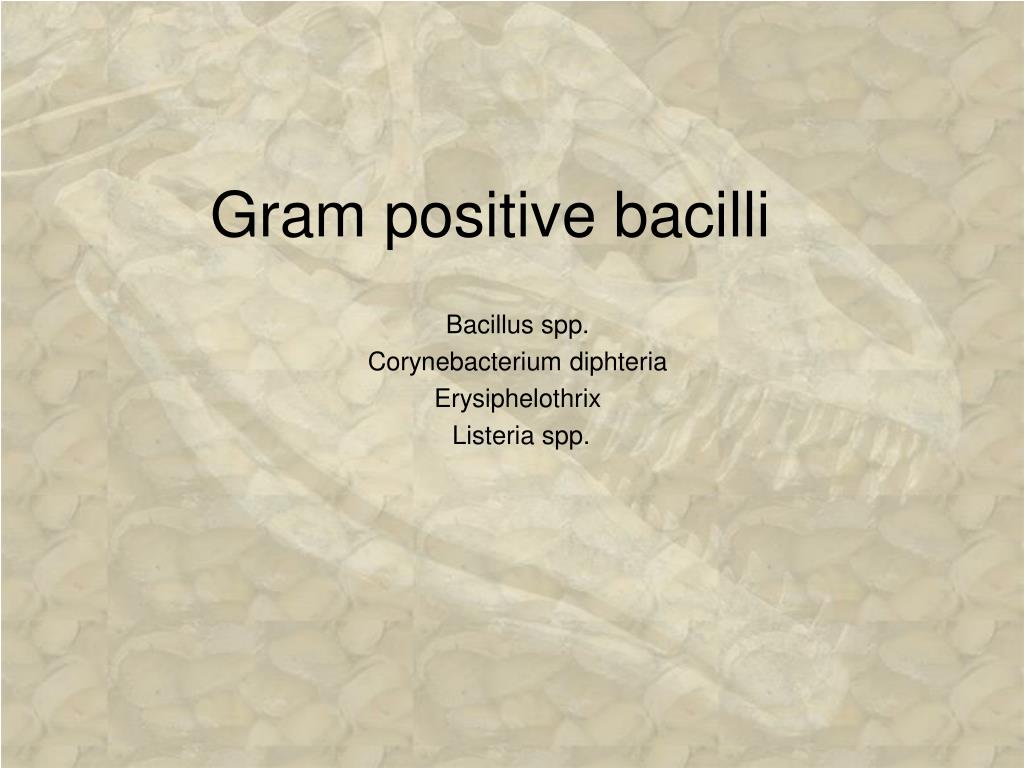 PPT - Gram positive bacilli PowerPoint Presentation, free download - ID ...