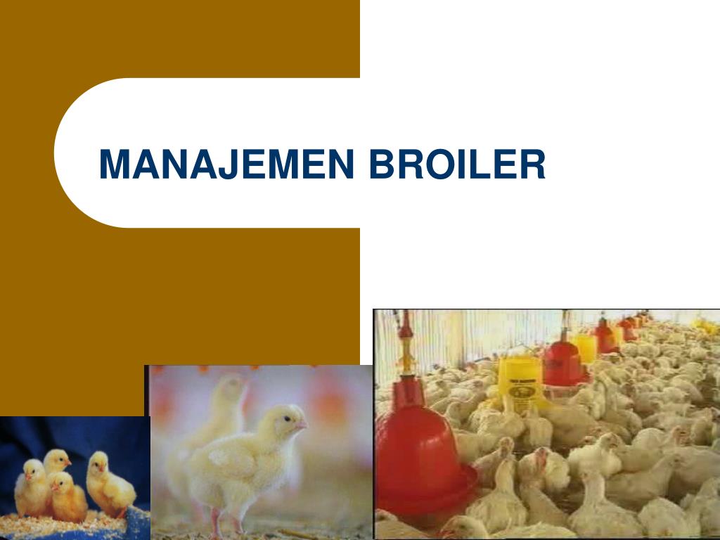PPT - MANAJEMEN BROILER PowerPoint Presentation, free download - ID:3672440