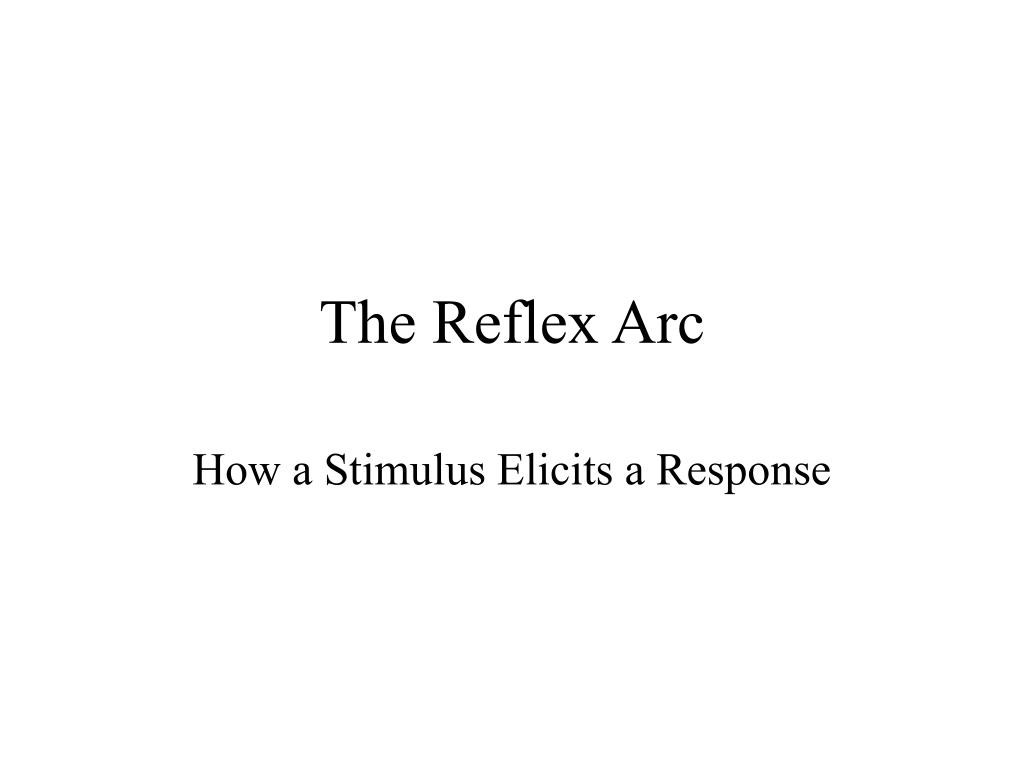 PPT - The Reflex Arc PowerPoint Presentation, free download - ID:3673985