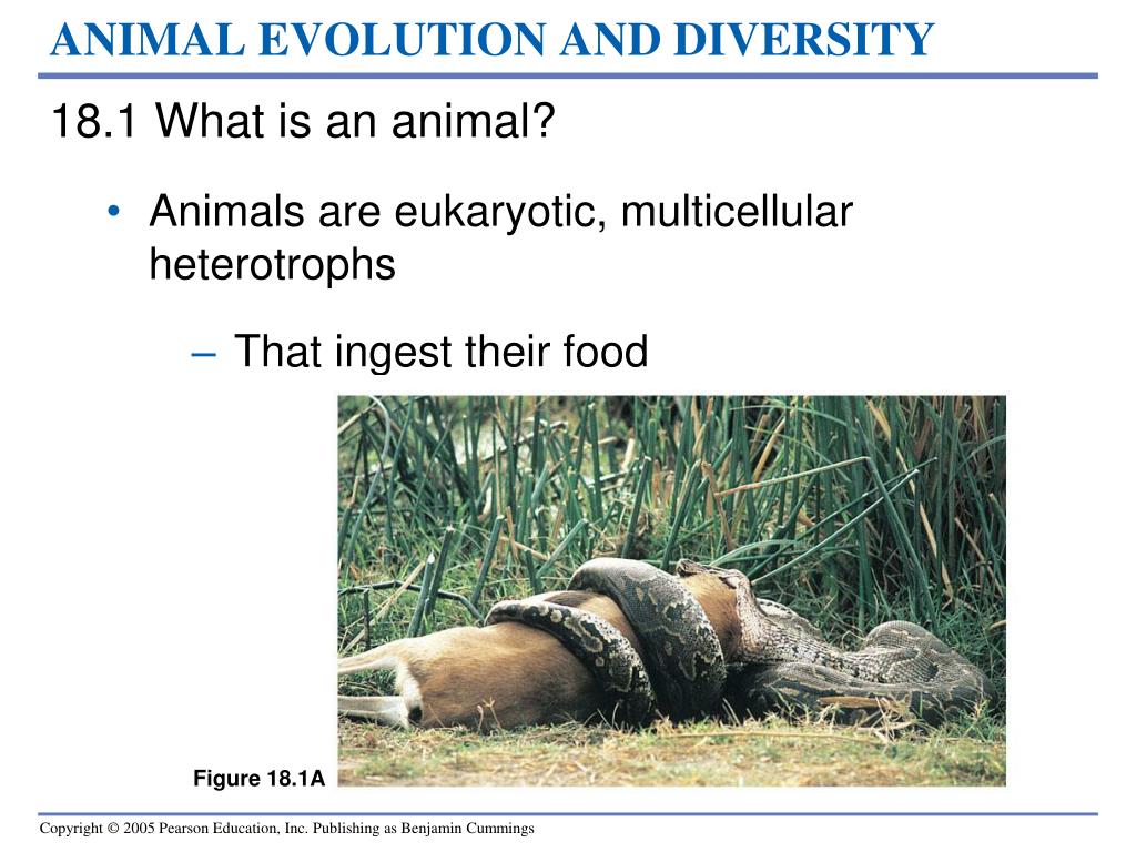 PPT - ANIMAL EVOLUTION AND DIVERSITY PowerPoint Presentation, free ...