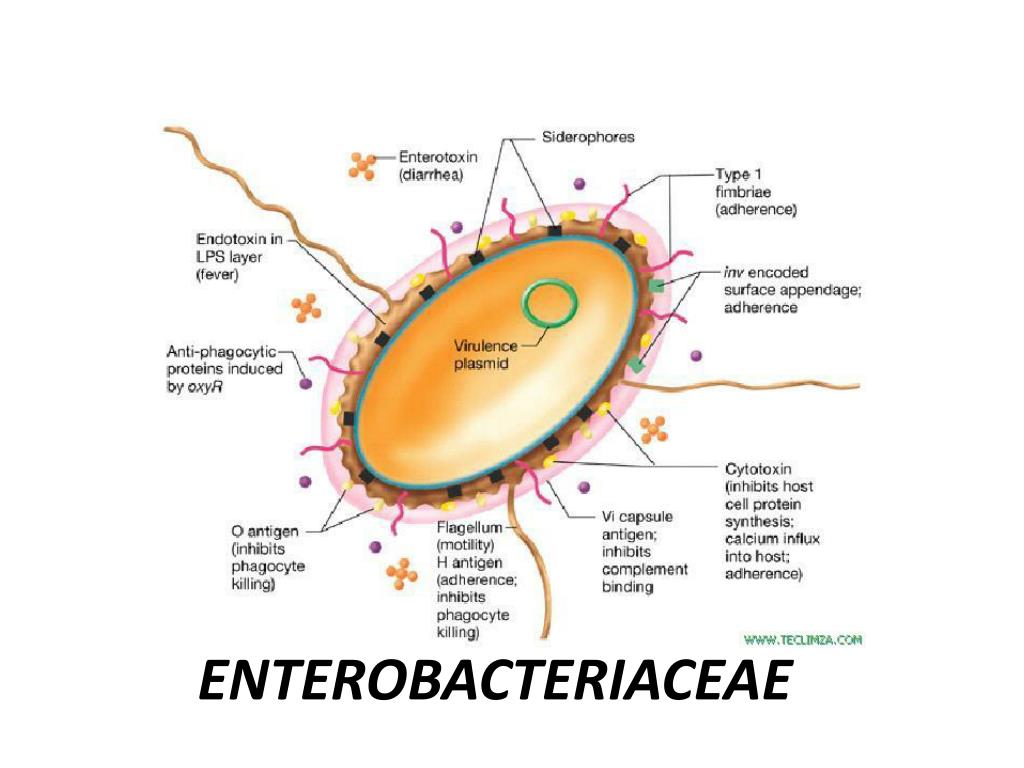 PPT - ENTEROBACTERIACEAE PowerPoint Presentation, free download - ID ...