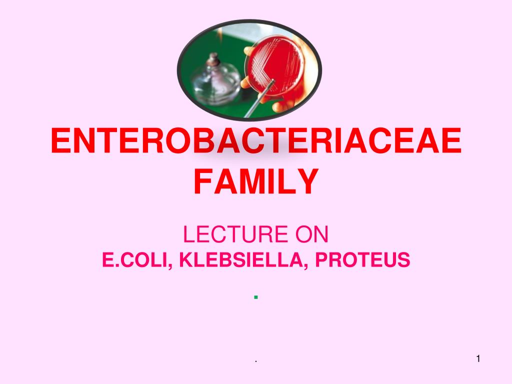 PPT - ENTEROBACTERIACEAE FAMILY PowerPoint Presentation, free download ...