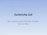PPT - Time Needed Under Ultraviolet Radiation to Eradicate Escherichia Coli PowerPoint ...