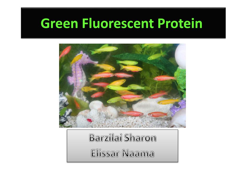 PPT - Green Fluorescent Protein PowerPoint Presentation, free download ...