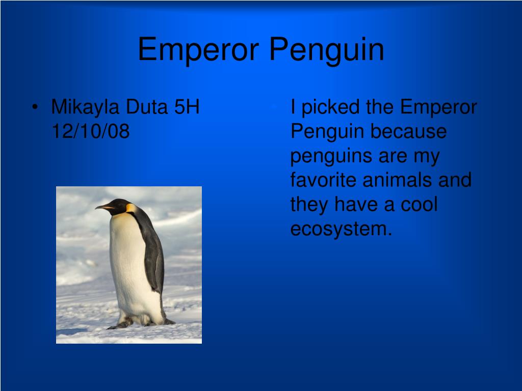 PPT - Emperor Penguin PowerPoint Presentation, free download - ID:3692254