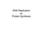 PPT - DNA, Replication, RNA, Protein Synthesis PowerPoint Presentation ...
