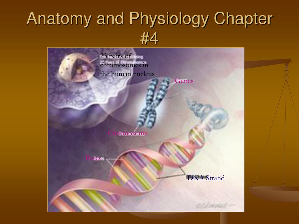 PPT - Anatomy and Physiology Chapter #4 PowerPoint Presentation, free ...
