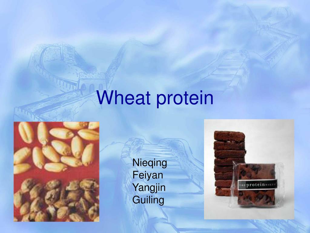 PPT - Wheat protein PowerPoint Presentation, free download - ID:3703162