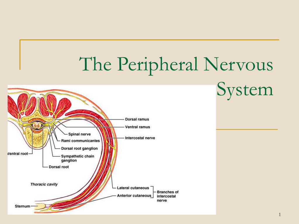 PPT - The Peripheral Nervous System PowerPoint Presentation, free ...