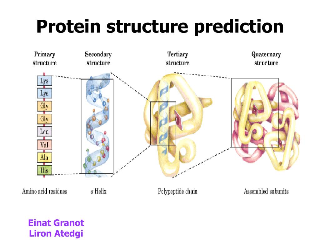 PPT - Protein structure prediction PowerPoint Presentation, free ...