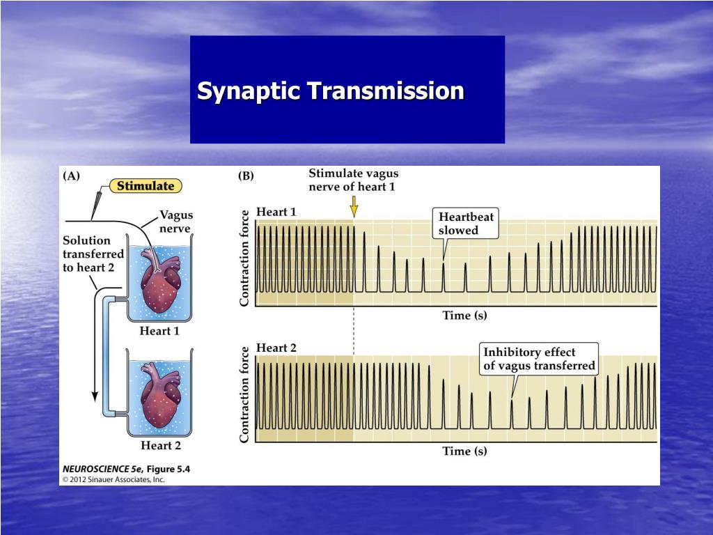 PPT - Synaptic Transmission PowerPoint Presentation, free download - ID ...