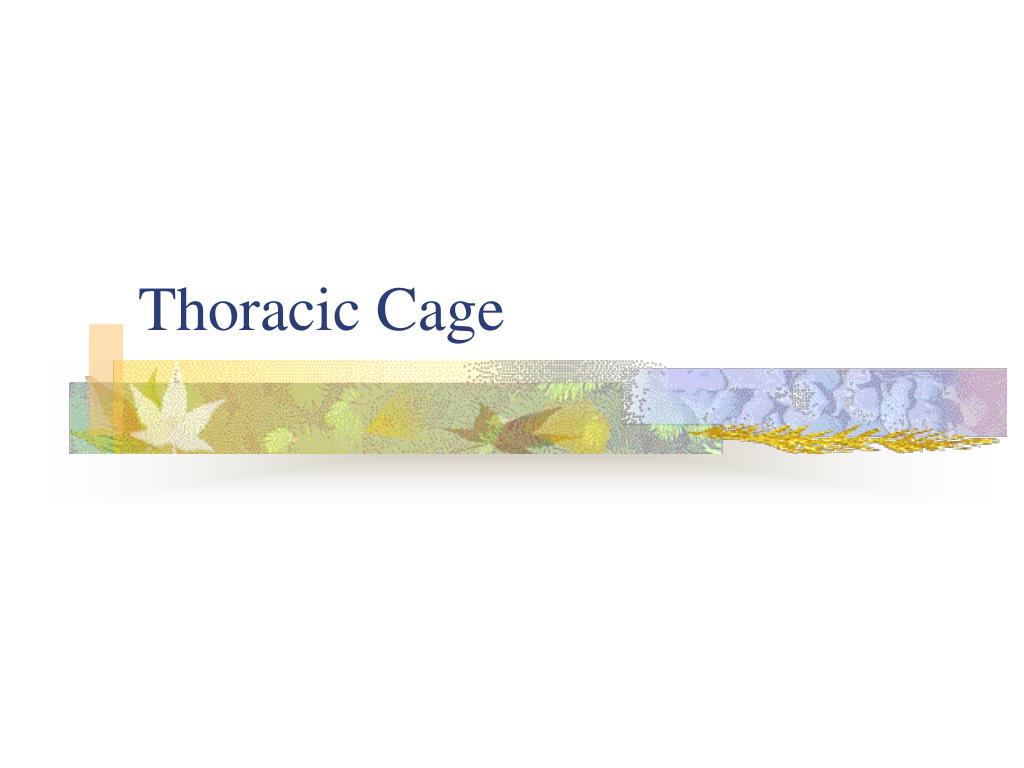 PPT - Thoracic Cage PowerPoint Presentation, free download - ID:3731986