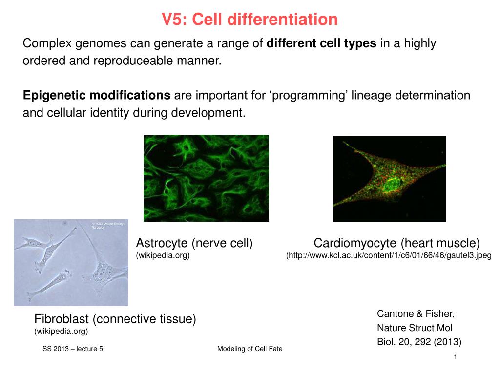 PPT - V5: Cell differentiation PowerPoint Presentation, free download ...