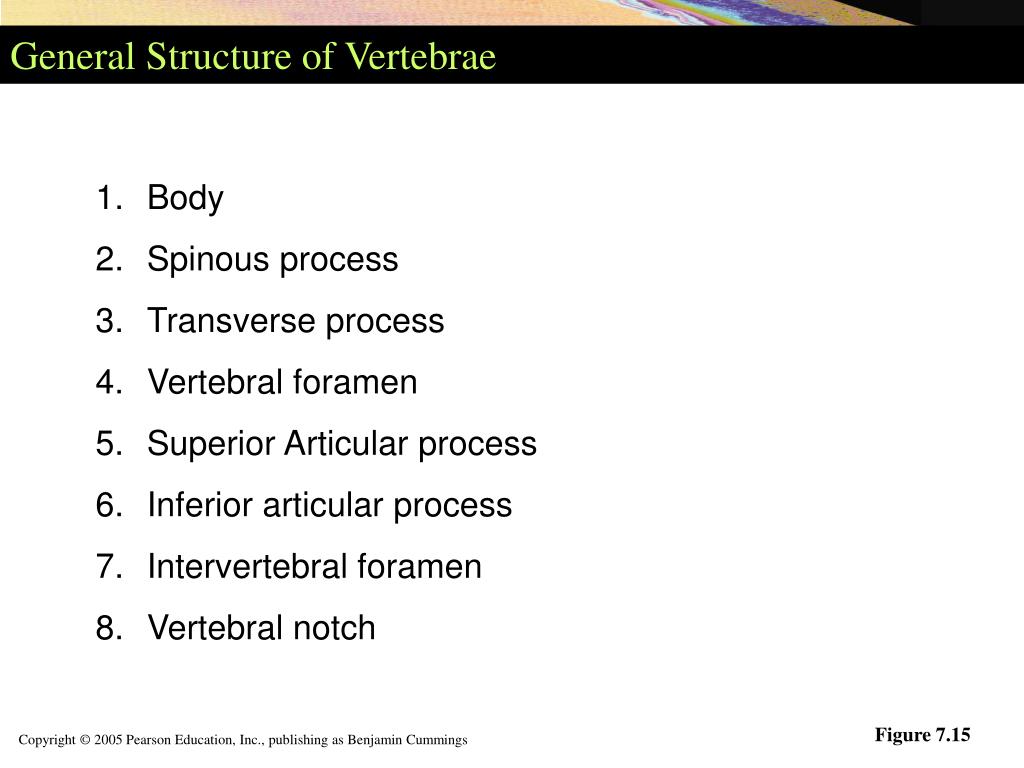 PPT - General Structure of Vertebrae PowerPoint Presentation, free ...