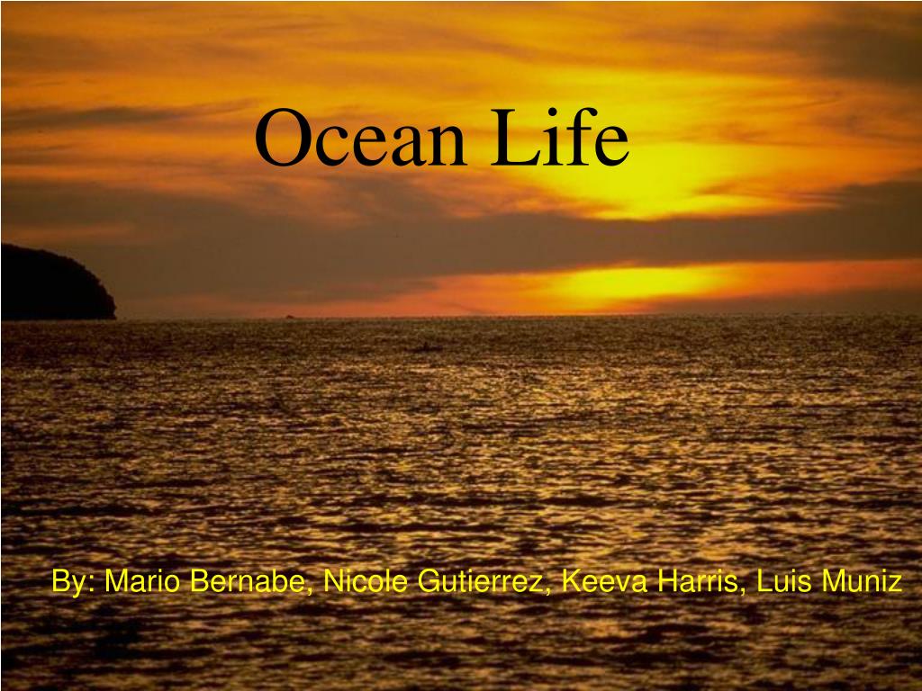 PPT - Ocean Life PowerPoint Presentation, free download - ID:3739191