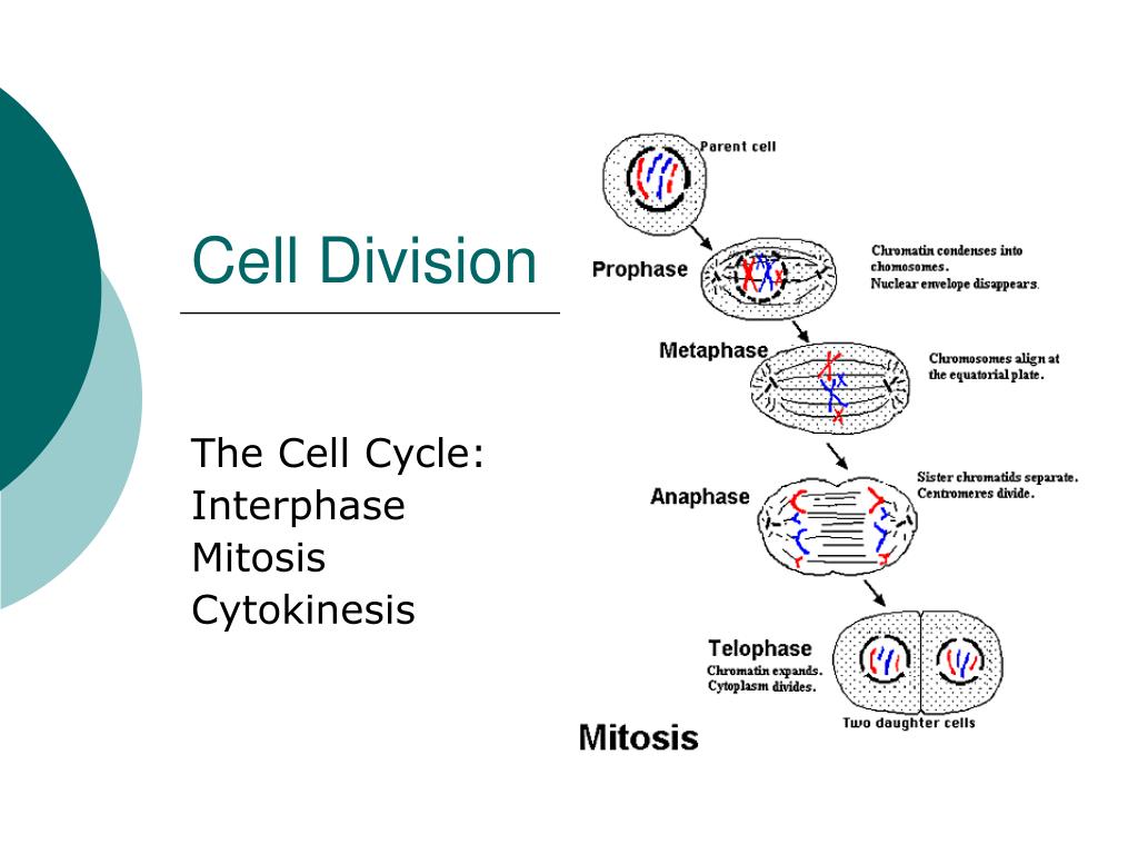 PPT - Cell Division PowerPoint Presentation, free download - ID:3743368