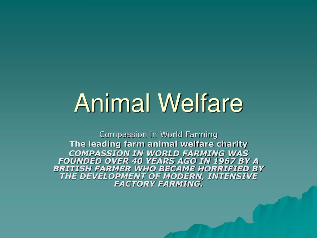 PPT - Animal Welfare PowerPoint Presentation, free download - ID:3744042