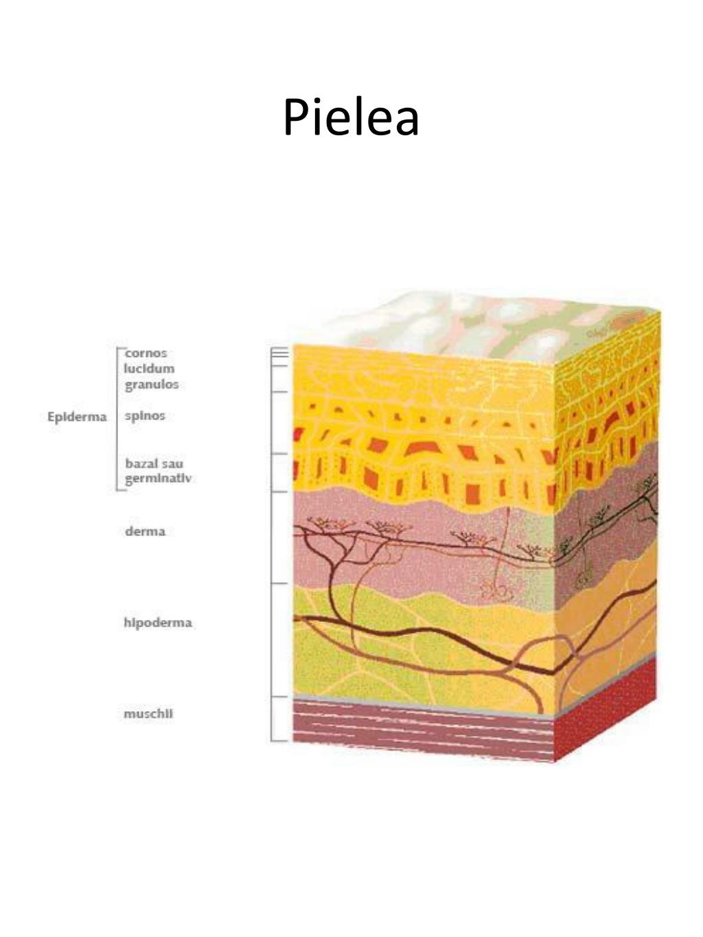 PPT - Pielea PowerPoint Presentation, free download - ID:3744589