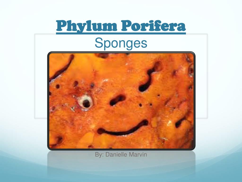 PPT - Phylum Porifera Sponges PowerPoint Presentation, free download ...