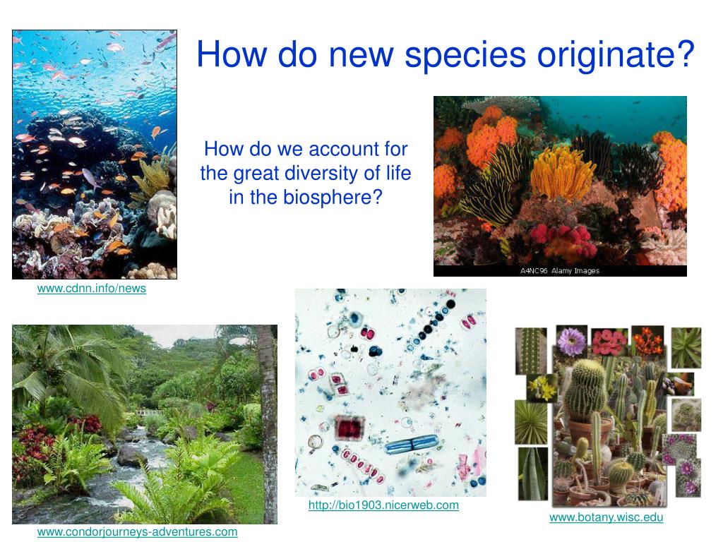 PPT - How do new species originate? PowerPoint Presentation, free ...