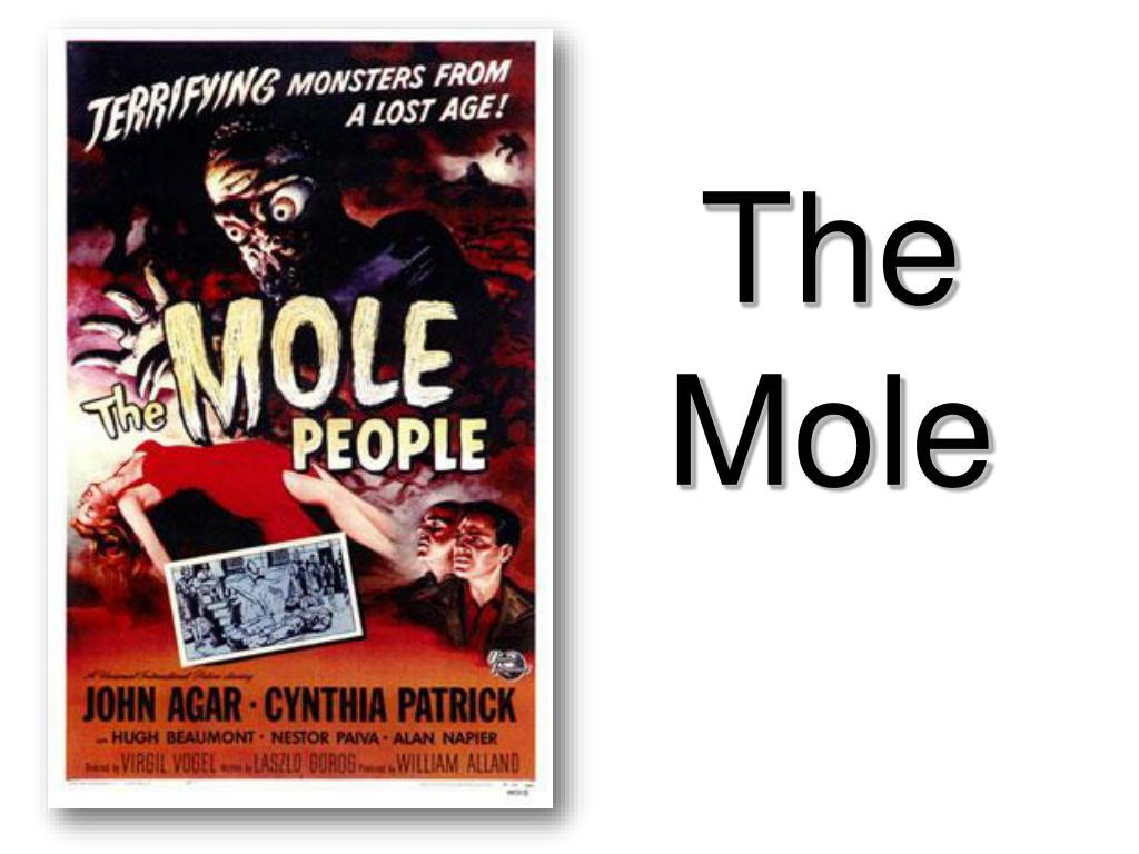 PPT - The Mole PowerPoint Presentation, free download - ID:3755634