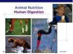 PPT - Animal Digestion and Nutrition PowerPoint Presentation, free ...