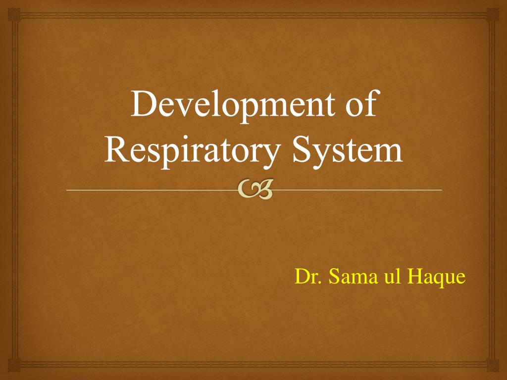 PPT - Development of Respiratory System PowerPoint Presentation, free ...