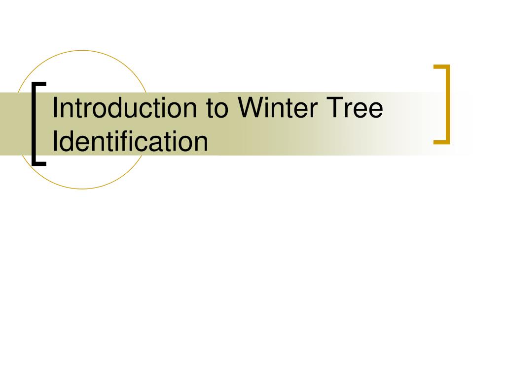 PPT - Introduction to Winter Tree Identification PowerPoint ...
